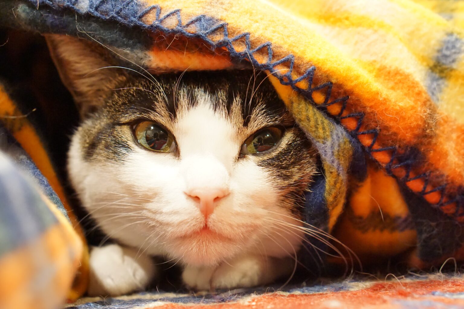 What is a Kotatsu? Heated table in Japan - Japan Travel Guide & Media ...