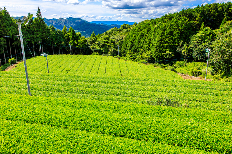Ureshino Onsen: A hot spring resort offering relaxation and beauty ...