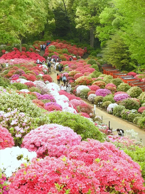 A Must-Do in Tokyo This Spring: Your Guide to Flower Viewing from March ...