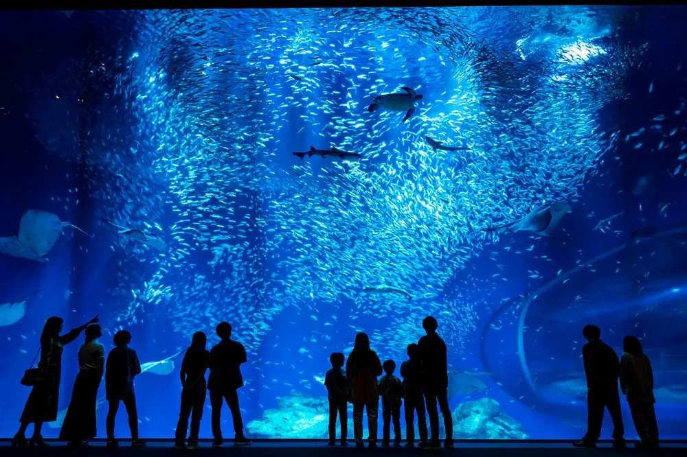 水族迷大推！日本旅行時好想去的4間水族館 - 您的日本旅行指南"att.JAPAN"